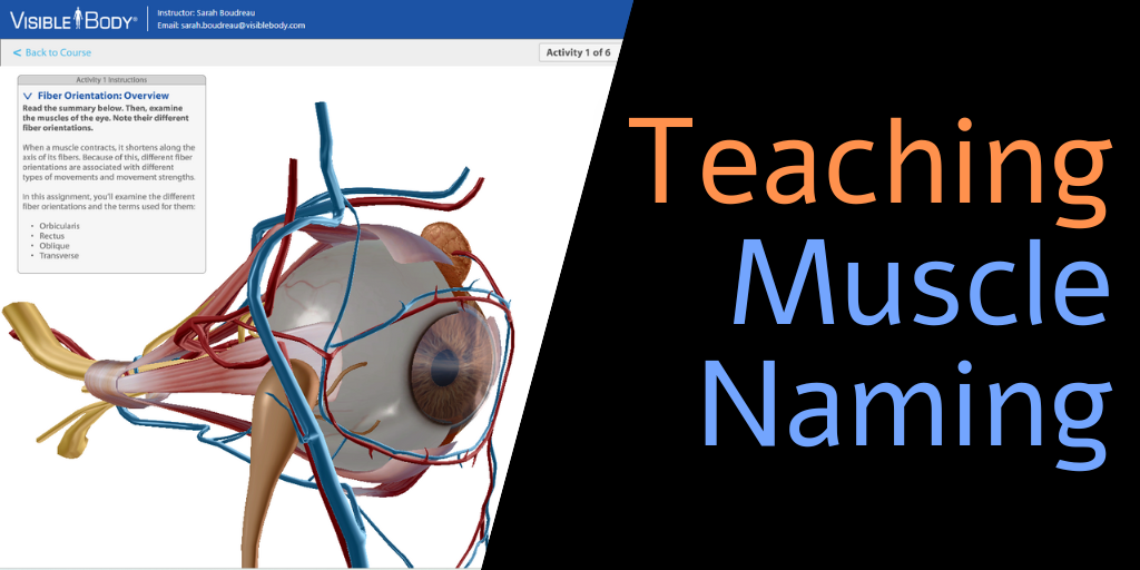 How to Teach Muscle Naming with Immersive Assignments